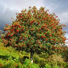 “O Rowan Dead, Upon Your Head Your Hair is Dry and Grey.” Quickbeam the ...