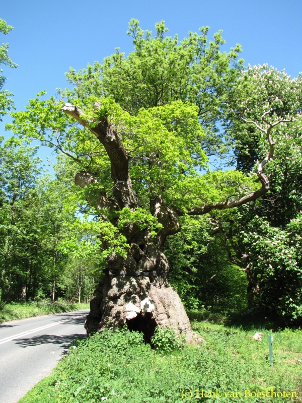 “It is Old, Very Old,” Said The Elf. Legolas In The Forest of Fangorn ...